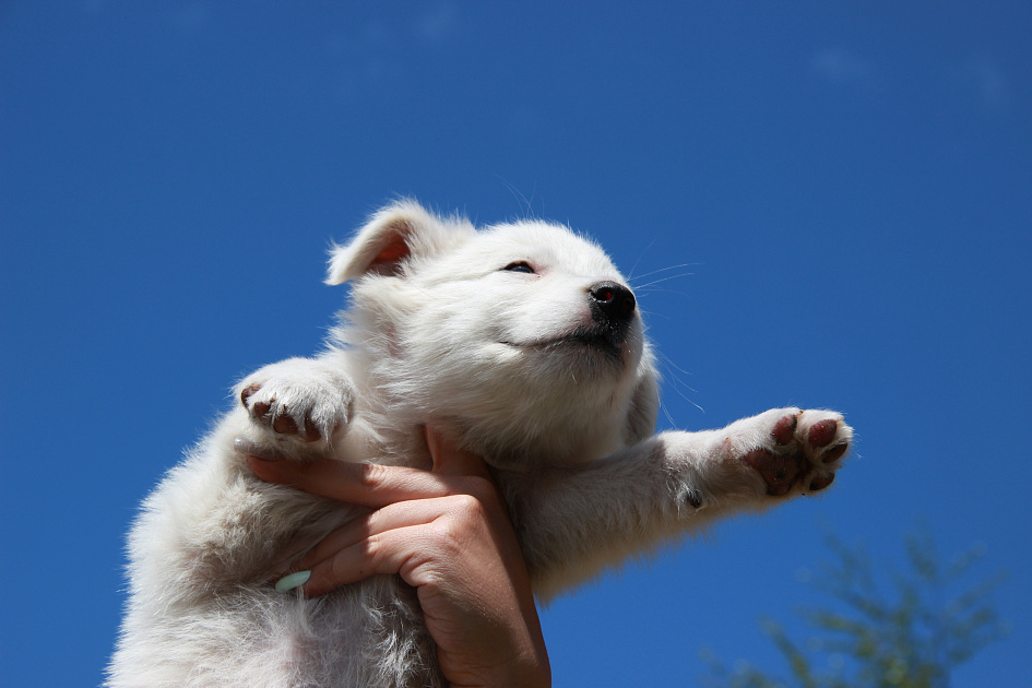 Bringing a Dog to Cyprus: 2026 Step-by-Step Guide | Cyprus Blog | DOM LiVE