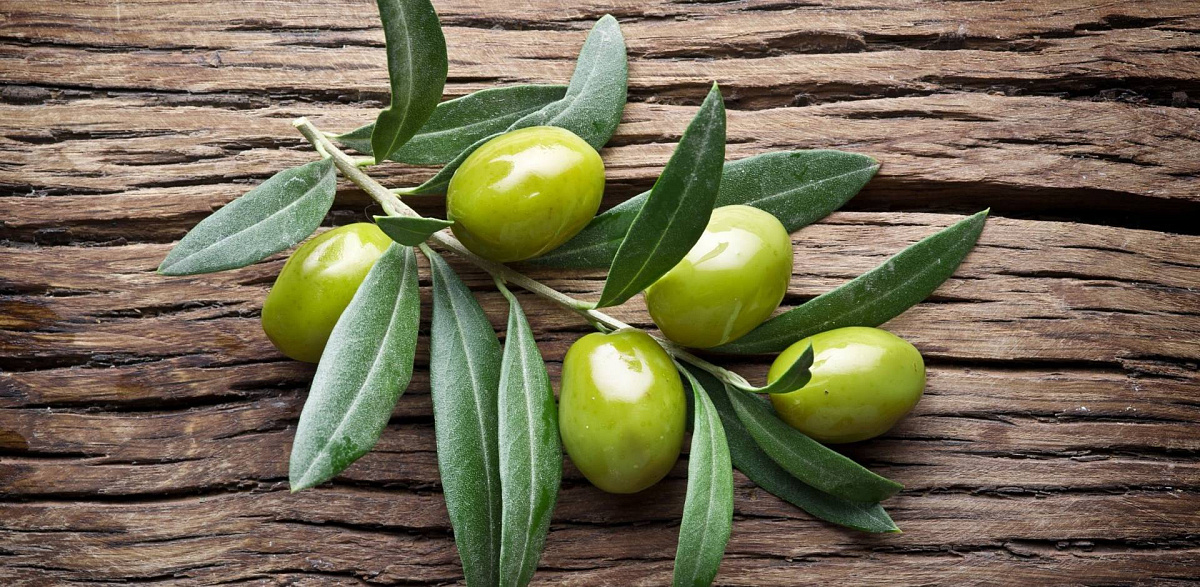 The Olive Tree and Olives in Cyprus: From Antiquity to the Present Day ...