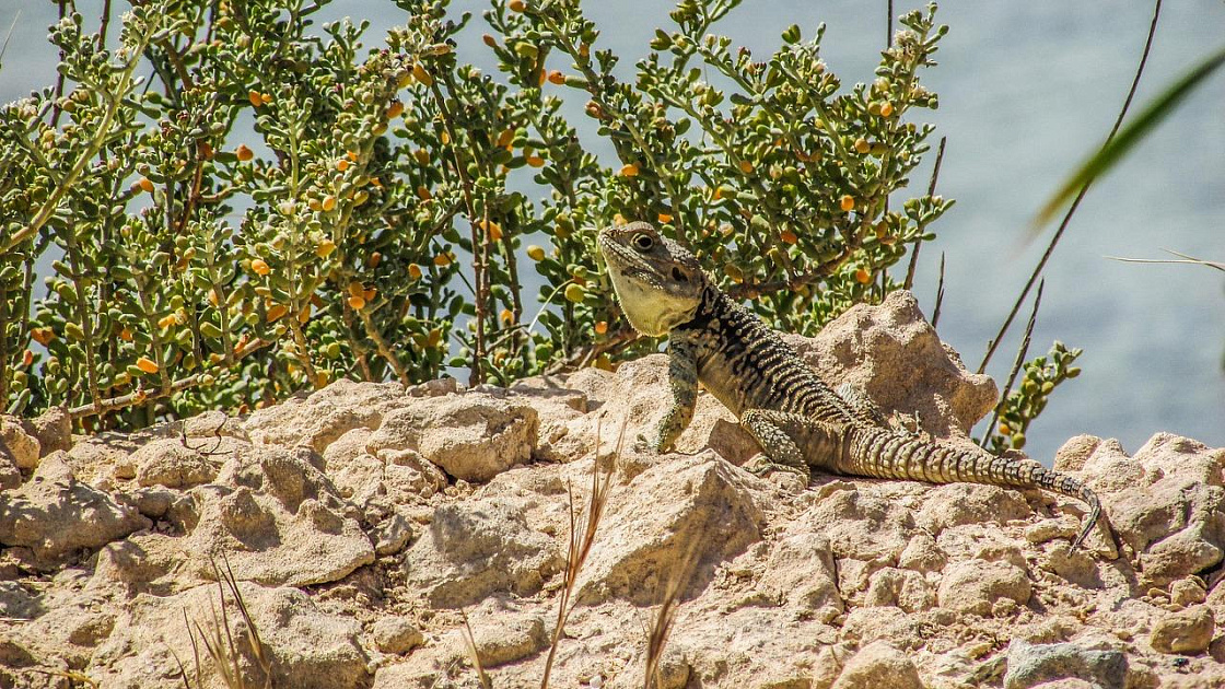 What Wild Animals Live in Cyprus. Wildlife in Cyprus | Cyprus Blog ...